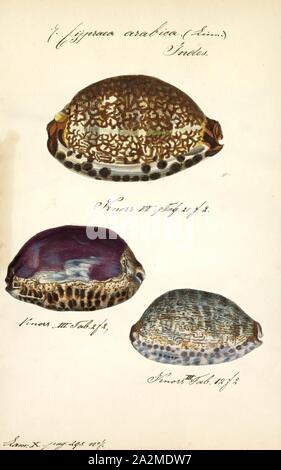 Arabian Cowry (Mauritia arabica Stock Photo - Alamy