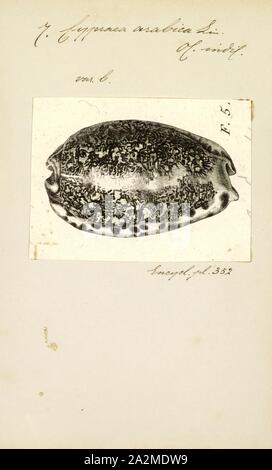 Cypraea arabica, Print, Mauritia arabica, common name the Arabian cowry ...
