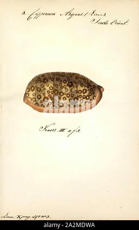 Cypraea argus, Print, Arestorides argus, commonly called the eyed ...
