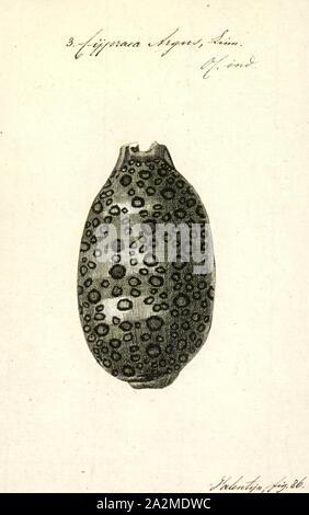 Cypraea argus, Print, Arestorides argus, commonly called the eyed ...