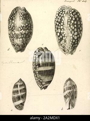 Cypraea exanthema, Print, Cypraea albuginosa, museum specimens ...
