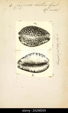 Cypraea histrio, Print, Mauritia histrio, common name the harlequin ...