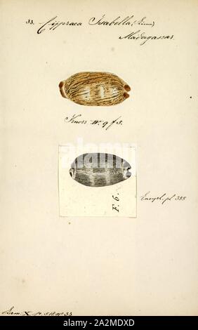 Luria isabella, common names Isabel's cowry, Isabella cowry or fawn ...