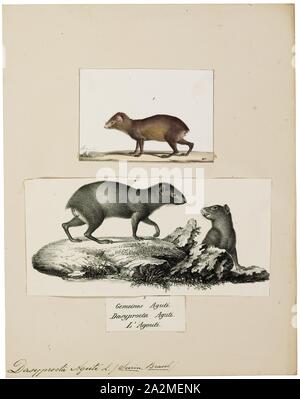 orange-rumped agouti (Dasyprocta aguti), Costa Rica Stock Photo - Alamy