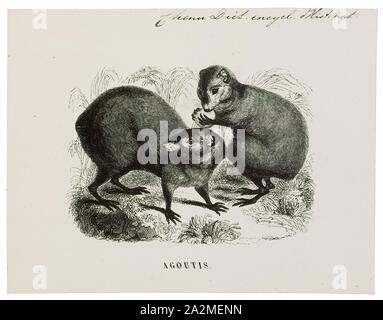 orange-rumped agouti (Dasyprocta aguti), sitting Stock Photo - Alamy