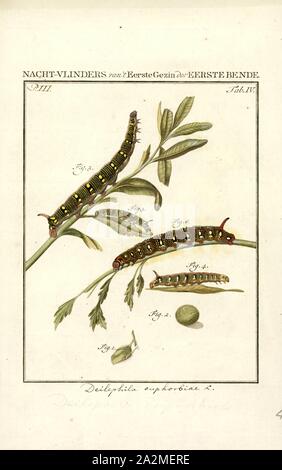 Deilephila elpenor Family Sphingidae Genus Deilephila Elephant hawk ...