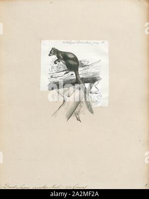 The grizzled tree-kangaroo (Dendrolagus inustus) here as Brown Tree ...