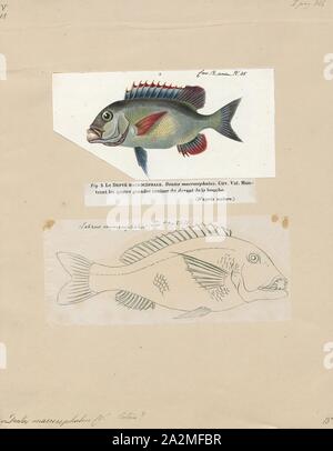 Dentex (Dentex dentex Stock Photo - Alamy