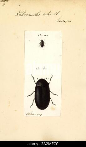 Skin Beetles (Dermestes Stock Photo - Alamy