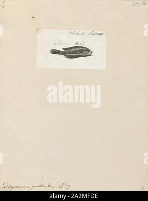 painted sweetlips, Diagramma pictum and red emperor snapper, Lutjanus ...