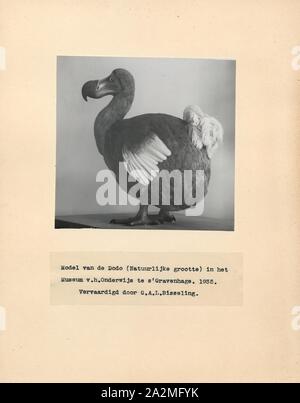 Raphus cucullatus, Extinct Dodo Bird Stock Photo - Alamy