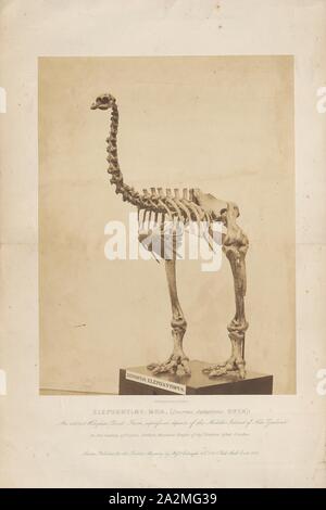 The giant moa (Dinornis) is an extinct genus of ratite birds belonging ...