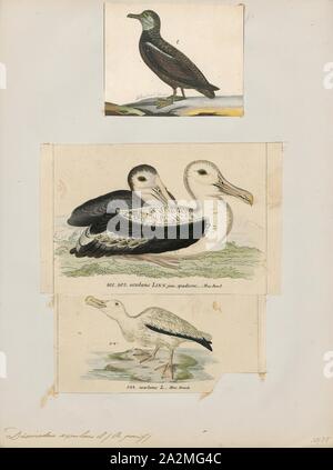 Wandering Albatross - Diomedea exulans - with the largest wingspan in ...