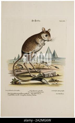 Northern three-toed jerboa (Dipus sagitta) active during the night in a ...