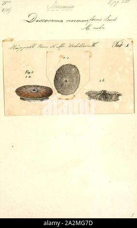 Discosoma is a genus of cnidarians in the order Corallimorpharia ...