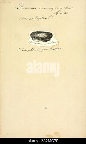 Discosoma is a genus of cnidarians in the order Corallimorpharia ...