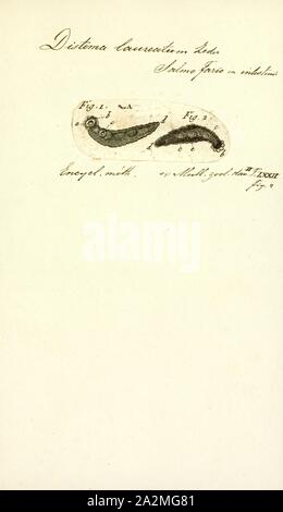 Distoma hepaticum, Print, Trematodes, Fluke Worms, Distoma Hepaticum Or ...