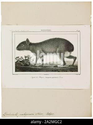 Capybaras, the largest rodent in the world. Venezuela Stock Photo - Alamy