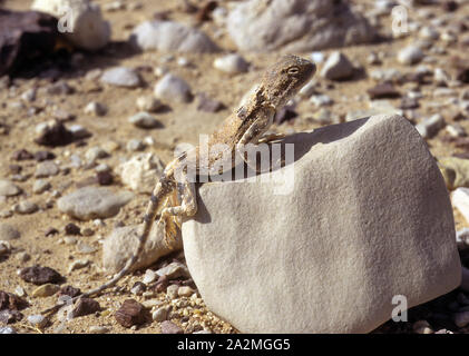 Desert Agama (Trapelus pallidus Stock Photo - Alamy