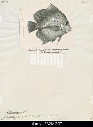 Spotted sicklefish (Drepane punctata) fish isolated on white background ...