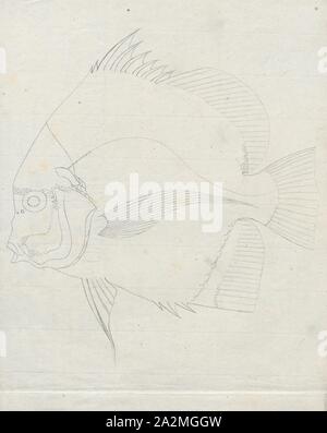 Drepane punctata, Print, Drepane punctata, commonly known as spotted ...