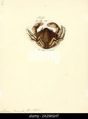Dromia dormia, the sleepy sponge crab or common sponge crab Stock Photo ...