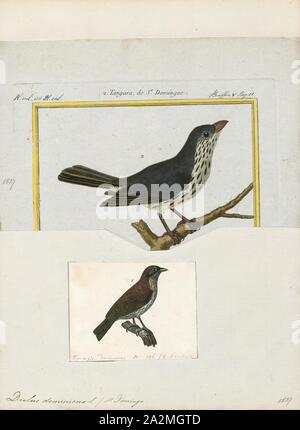 The palmchat (Dulus dominicus) is a small, long-tailed passerine bird ...