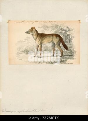 The Falkland Islands wolf (Dusicyon australis [here as Canis ...
