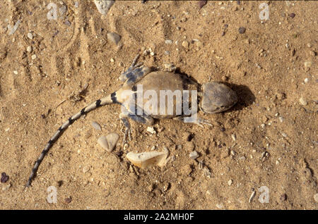 Desert Agama (Trapelus pallidus Stock Photo - Alamy