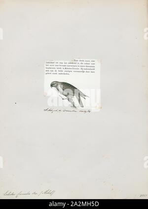 Eclectus cornelia, Print, The parrot genus Eclectus consists of two ...