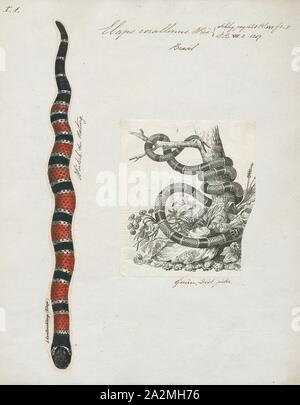 Elaps corallinus, Print, Elapidae, Elapidae is a family of venomous ...