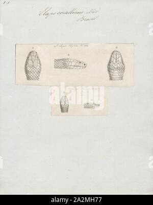 Elaps corallinus, Print, Elapidae, Elapidae is a family of venomous ...