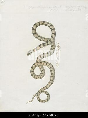 Elaps hygiae, Print, Elapidae, Elapidae is a family of venomous snakes ...