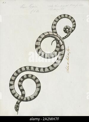 Elaps hygiae, Print, Elapidae, Elapidae is a family of venomous snakes ...