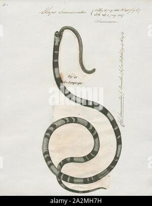 Elaps lemniscatus, Print, Elapidae, Elapidae is a family of venomous ...