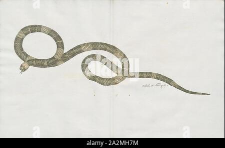Elaps lemniscatus, Print, Elapidae, Elapidae is a family of venomous ...