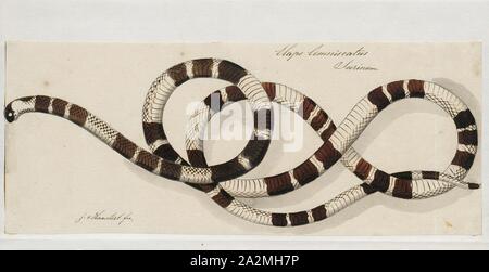 Elaps lemniscatus, Print, Elapidae, Elapidae is a family of venomous ...