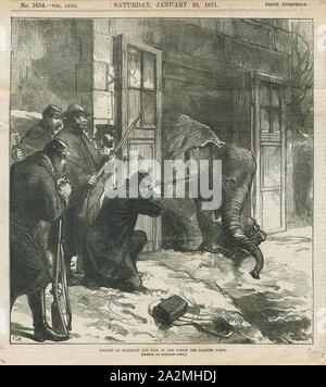 Elephas indicus, Print, Elephas is one of two surviving genera in the ...