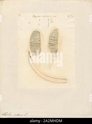 Elephant family (Elephas maximus indicus) Pinnawela Elephant Orphanage ...