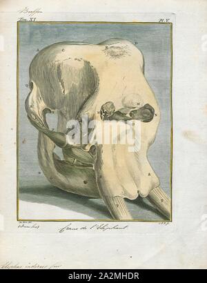 Elephas indicus, Print, Elephas is one of two surviving genera in the ...