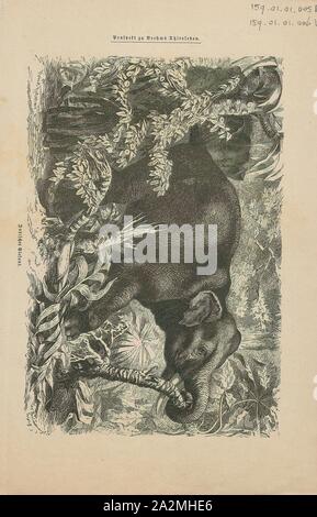 The Indian elephant is one of three extant recognised subspecies of the ...