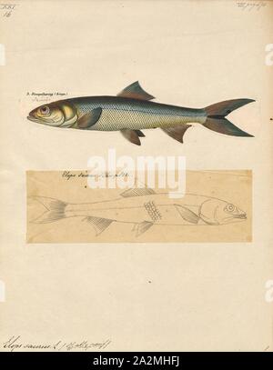 Elops saurus, Print, The ladyfish or tenpounder (Elops saurus) is a ...