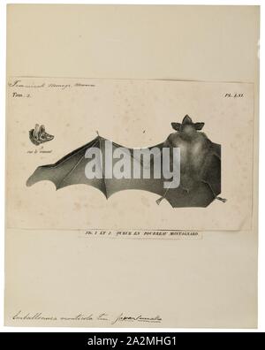 Lesser Sheath-tailed Bat (Emballonura monticola) hanging in a cave ...