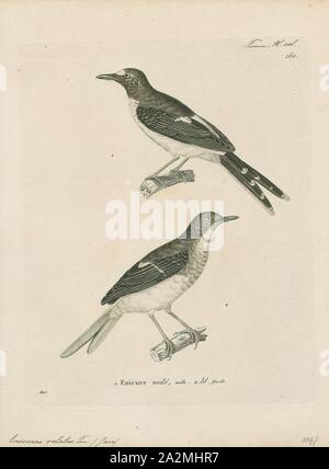 Sunda forktail (Enicurus velatus) in Mt.Kerinci, Sumatra, Indonesia ...