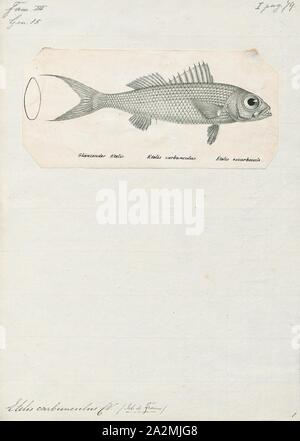 Deep-water red snapper, Etelis carbunculus 1, and barred soapfish ...