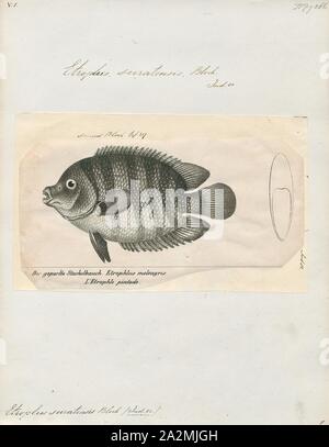 Banded chromide, Etroplus suratensis Stock Photo - Alamy