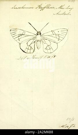 Skipper [family Hesperiidae] Stock Photo - Alamy