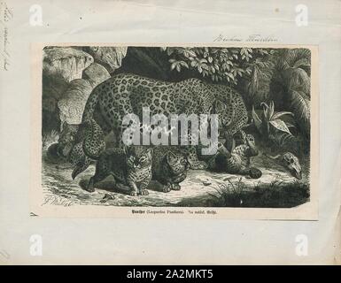 Felis pardus, Print, The leopard (Panthera pardus) is one of the five ...
