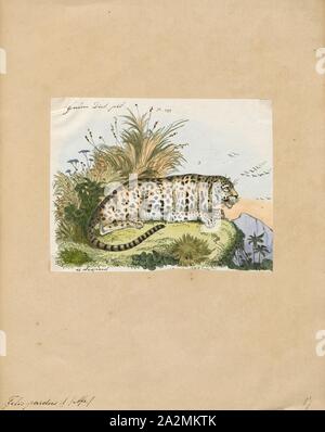 The leopard is one of the five extant species in the genus Panthera, a ...