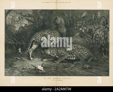 Felis pardus, Print, The leopard (Panthera pardus) is one of the five ...